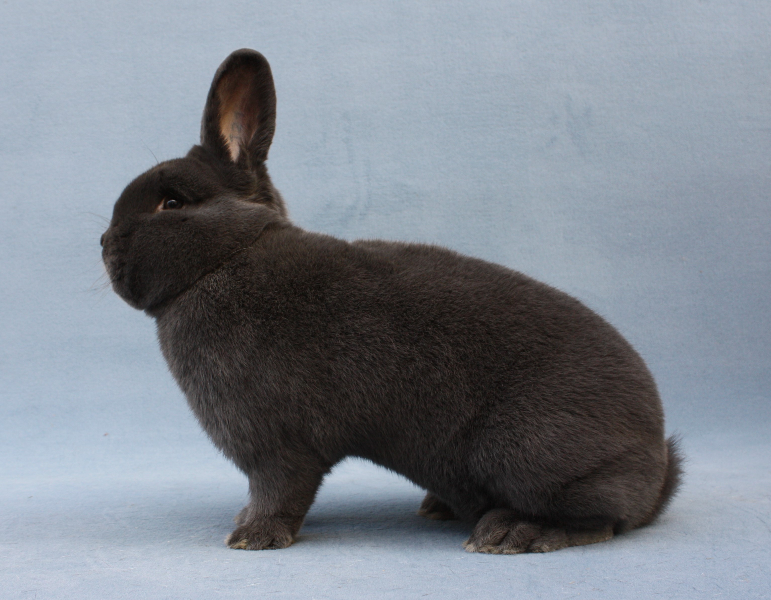 Nationale Wener- en Holicerclub Nederland - NIEUWS